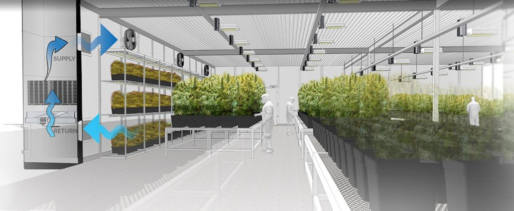 Custom Grow Rooms for Optimal Plant Growth | Starrco